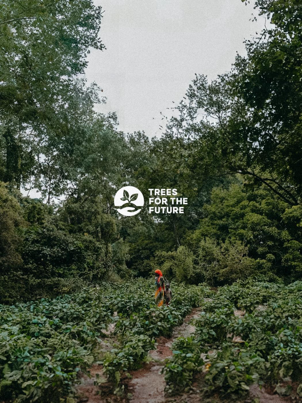 Trees For the Future | Foss and Harper Journal blog | Foss and Harper